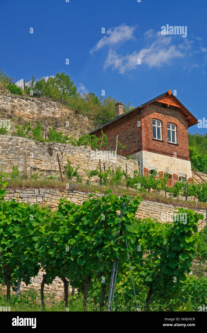 vineyard, saxony, vine, grape vine, grape-vine, scenery, countryside ...