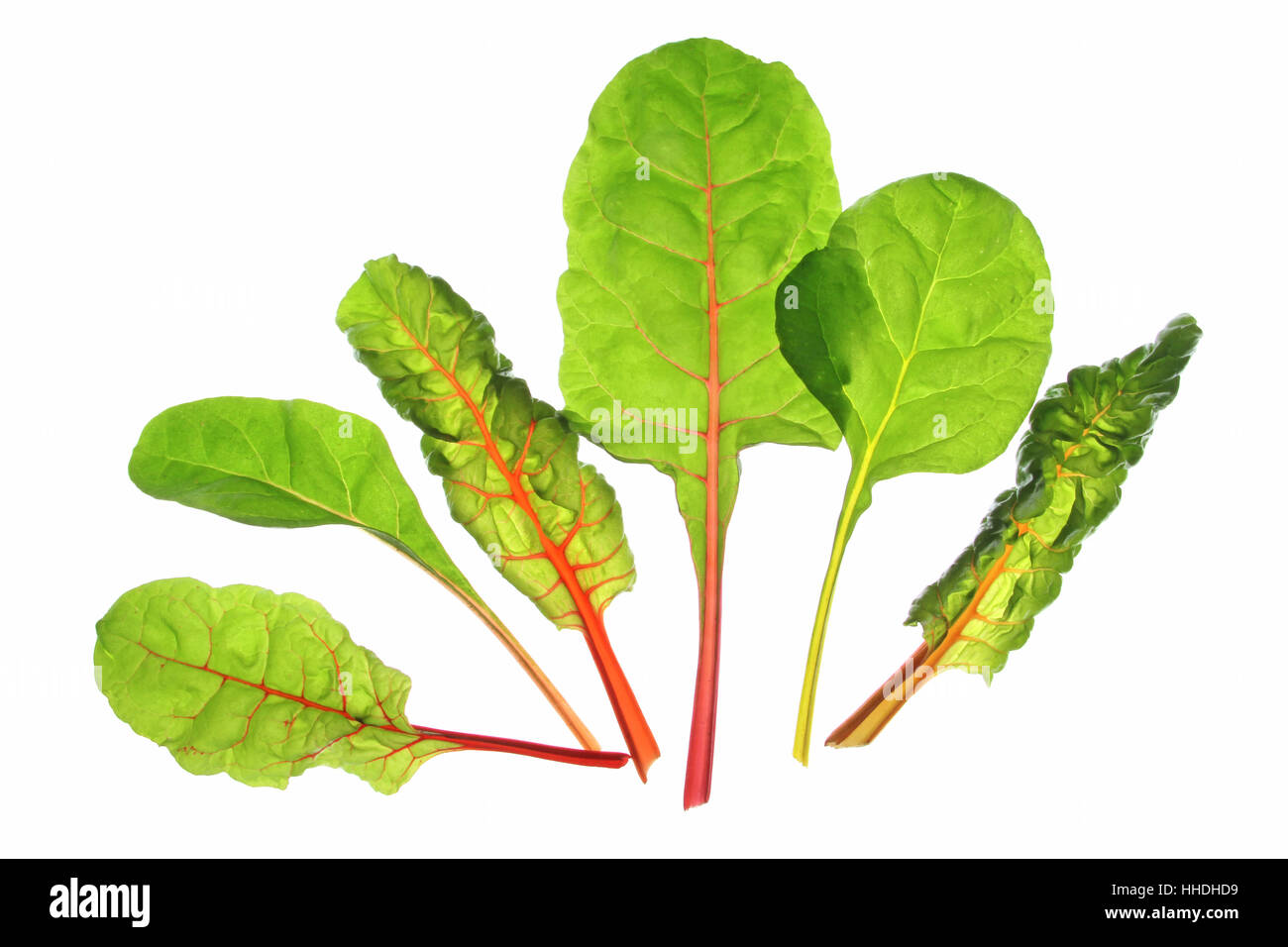 isolated, optional, colour, plant, green, leaves, coloured, colourful ...