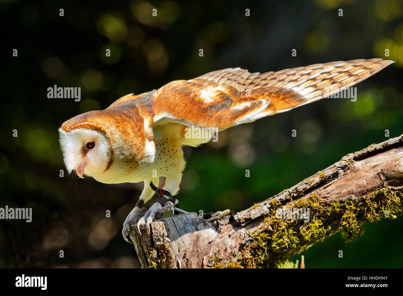 park, animal, bird, night, nighttime, wild, hunter, eyes, wing, raptor ...