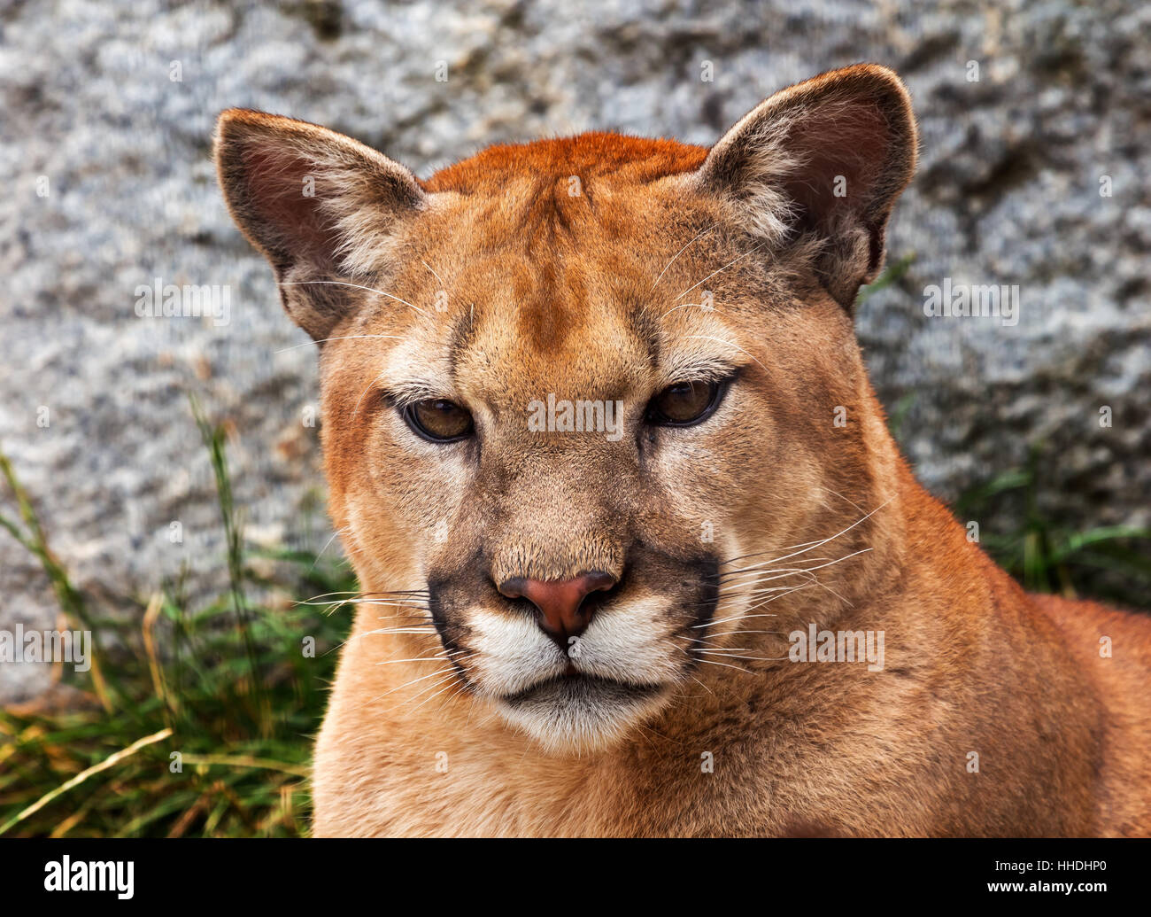 close, big, large, enormous, extreme, powerful, imposing, immense ...