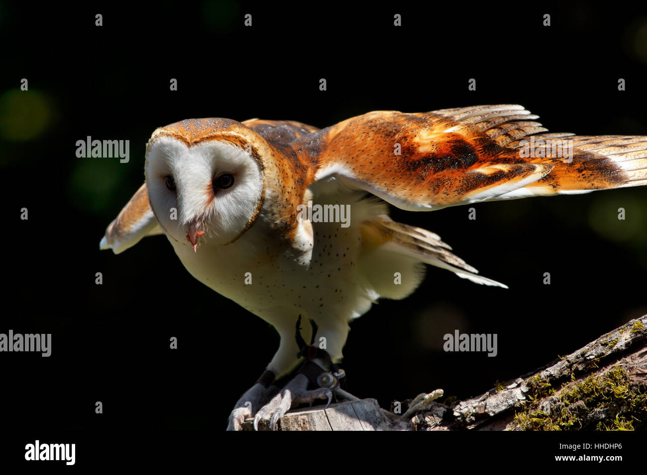 park, animal, bird, night, nighttime, wild, hunter, eyes, wing, raptor ...