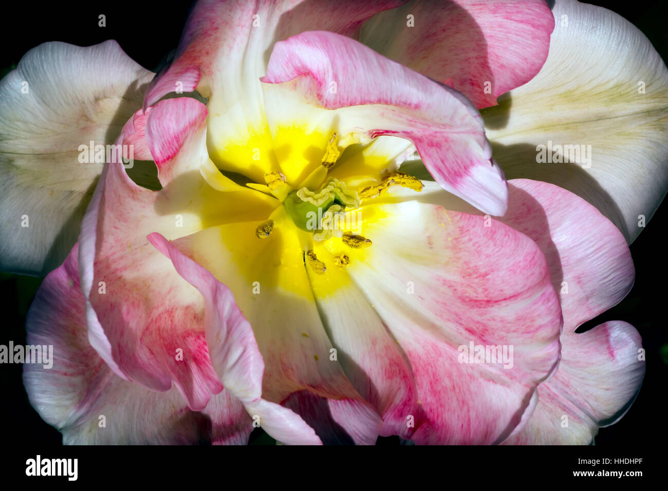 garden, flower, plant, bloom, blossom, flourish, flourishing ...