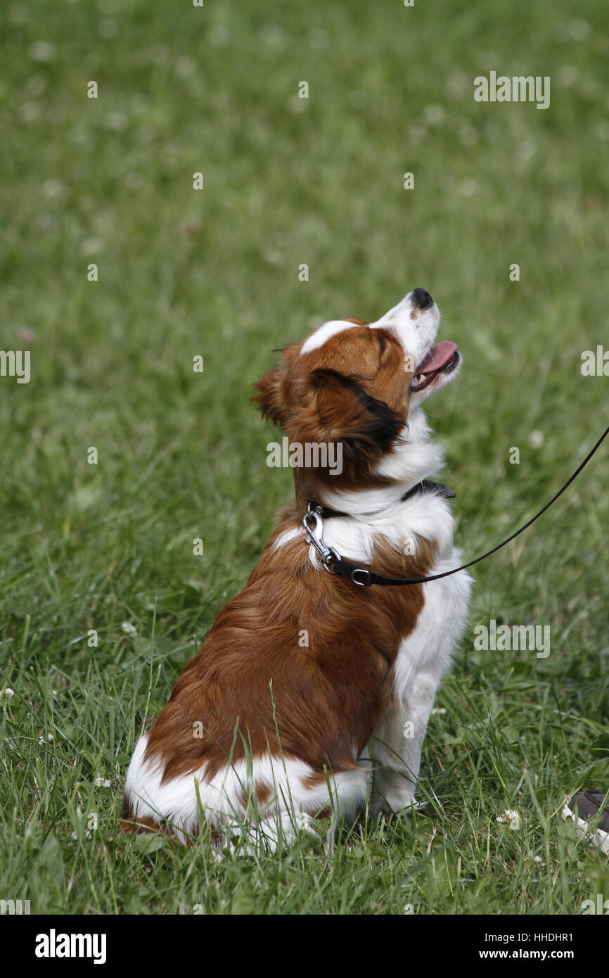 Kooikerhond hi-res stock photography and images - Alamy