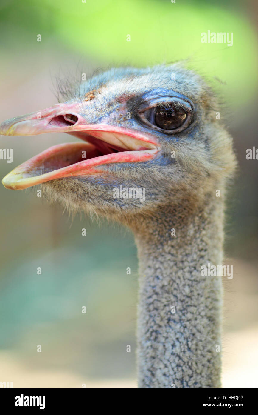 blue, closeup, animal, bird, fauna, curiosity, wild, face, portrait ...