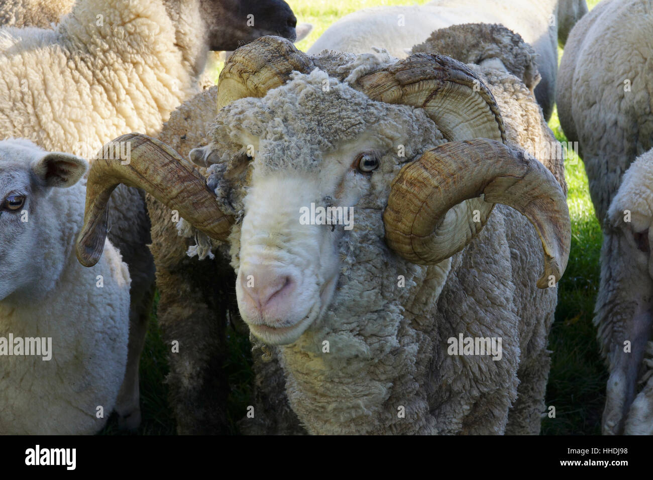New zealand maori clothes hi-res stock photography and images - Alamy