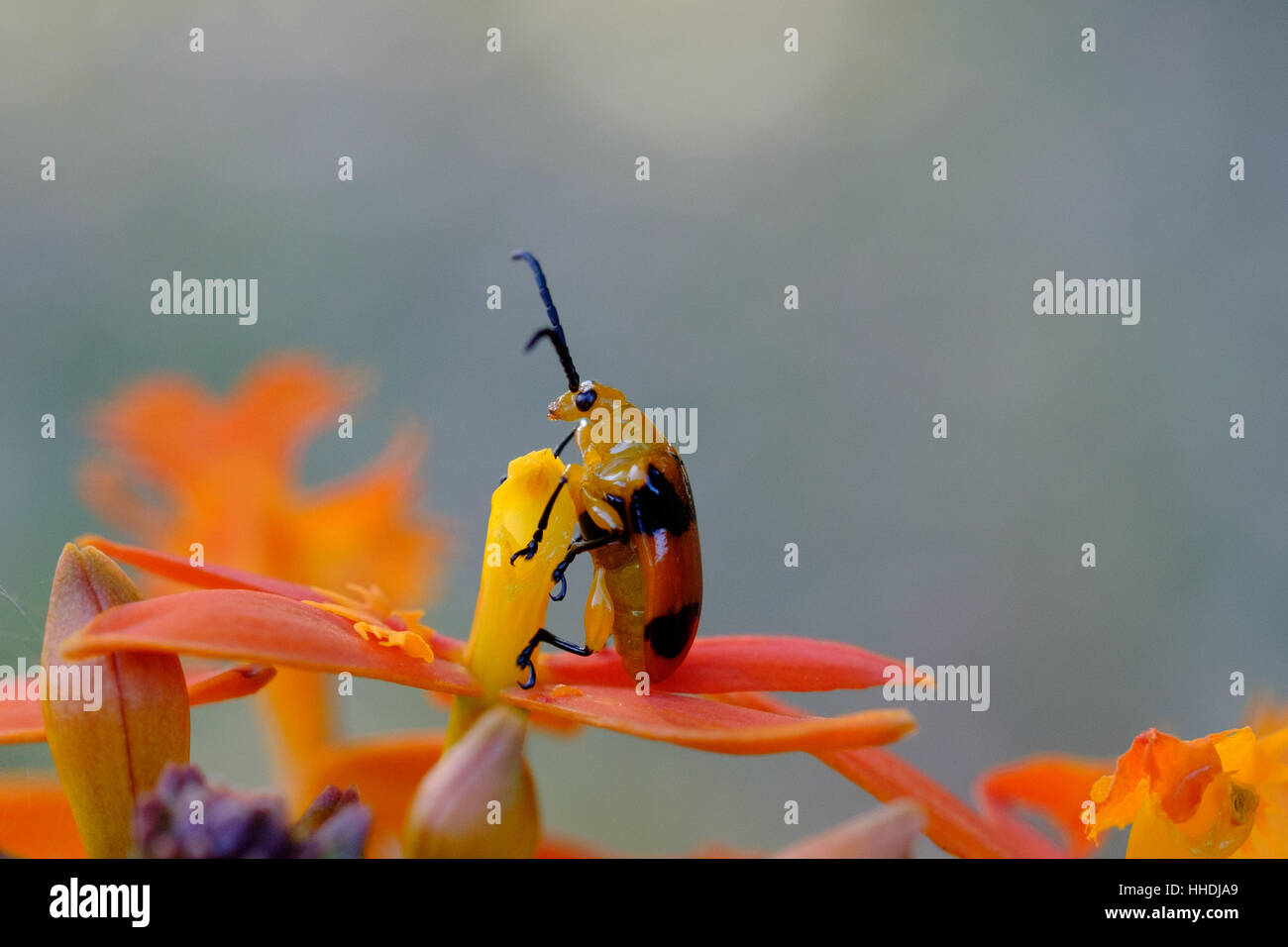 Side view of a small orange and black pumpkin beetle (Aulacophora ...