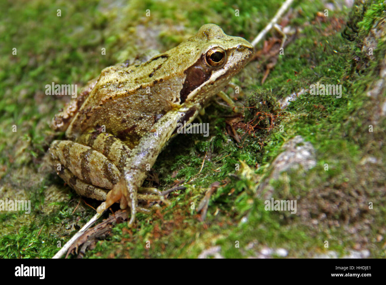 south tyrol, frog, moss, south tyrol, amphibians, frog, moss ...