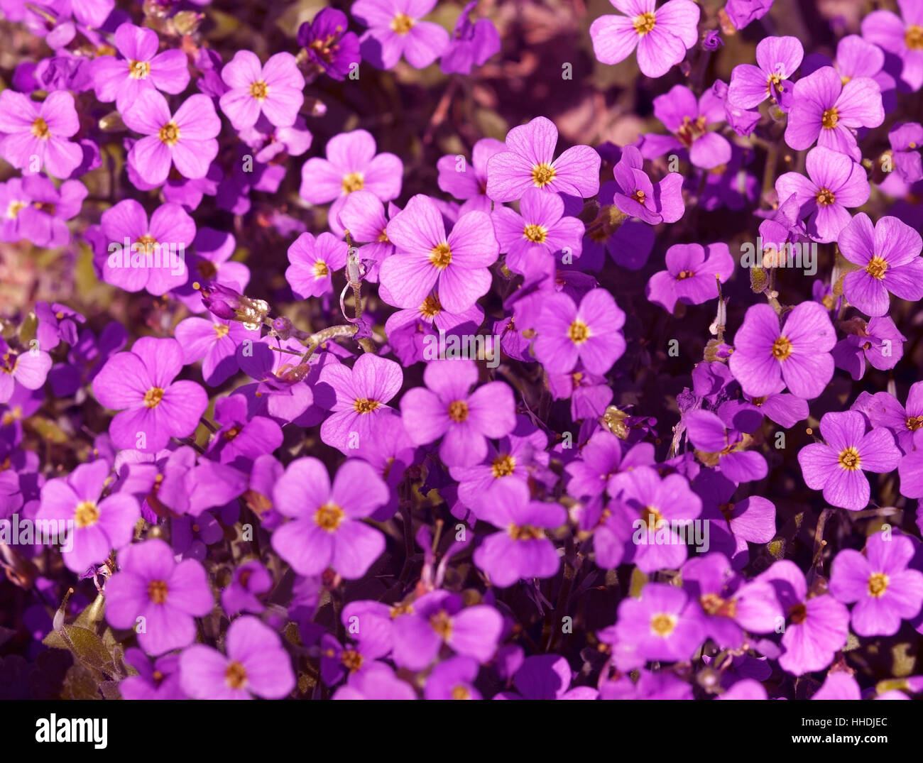 full frame background with violet colored flowers seen from above Stock ...
