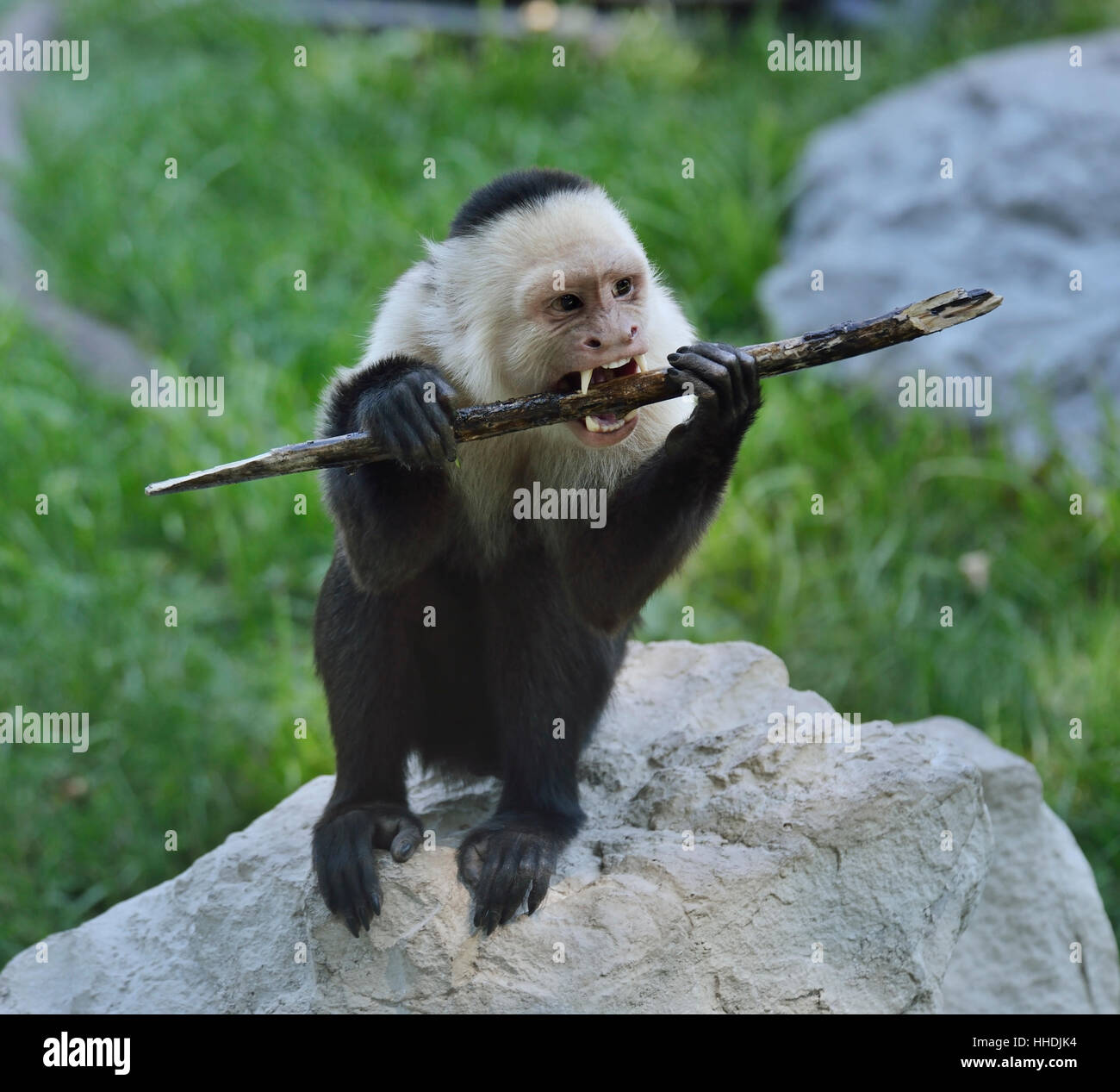 animal, mammal, fauna, monkey, branch, capuchin, stick, animal, mammal ...