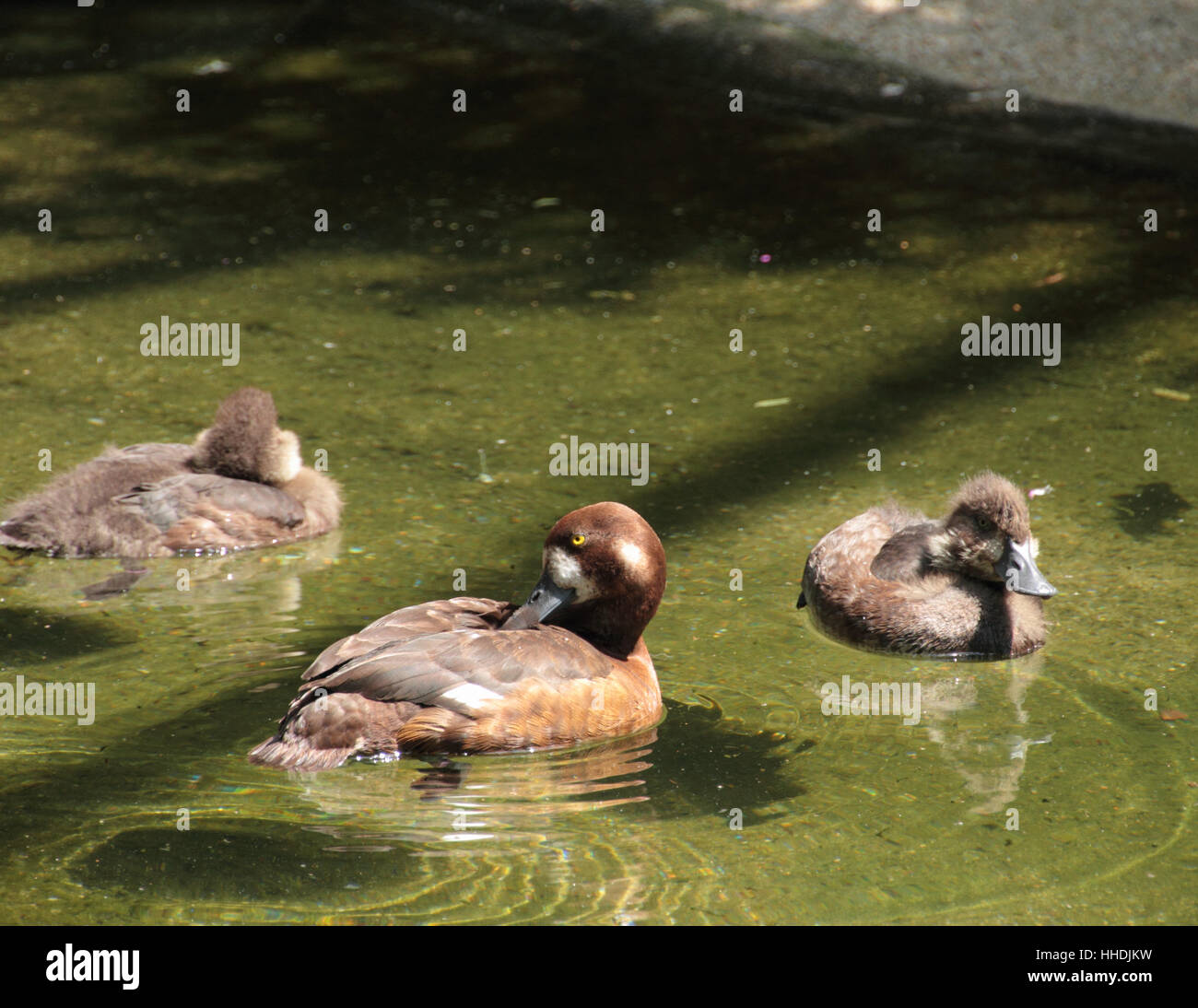 animal, duck, chick, wild animal, squabs, water, animal, mammal, bird ...