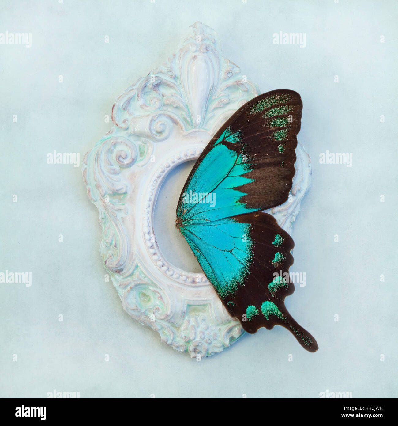 butterfly, exotic, moth, nostalgic, turquoise, backdrop, background ...