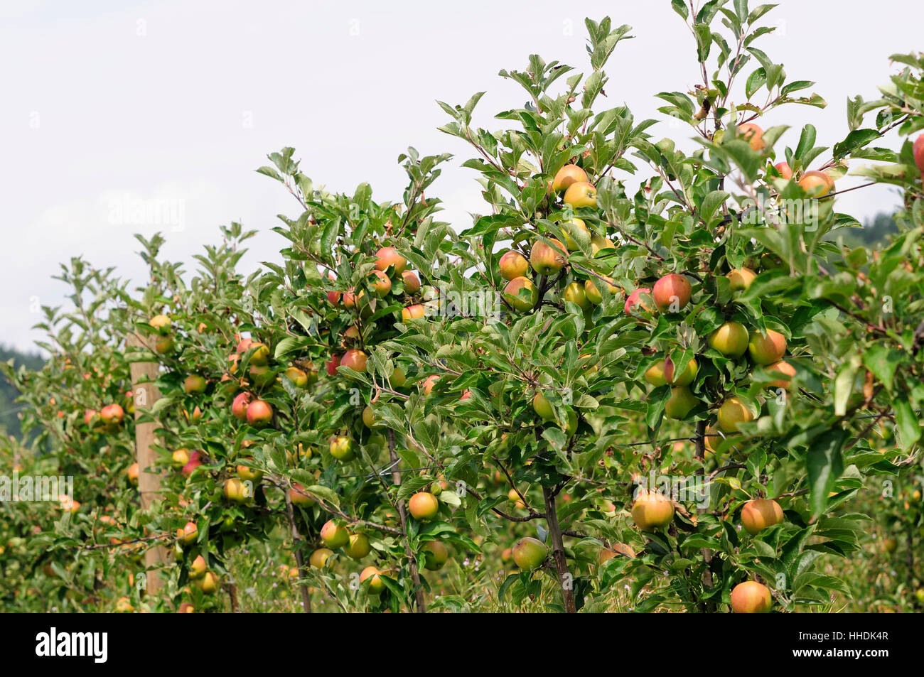 agriculture, farming, field, fruit, apples, apple, fields, orcharding ...