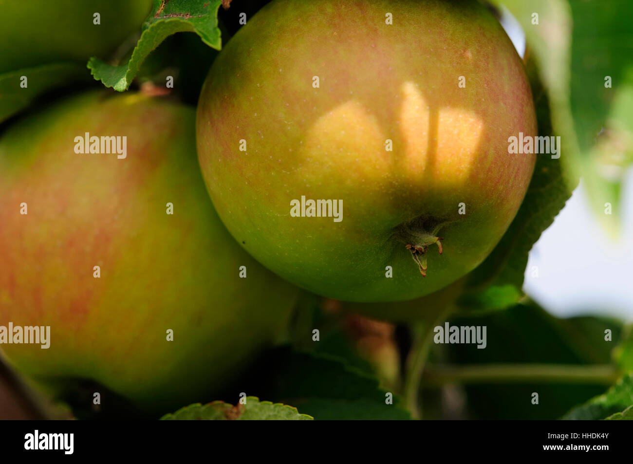 agriculture, farming, field, fruit, apples, apple, fields, orcharding ...