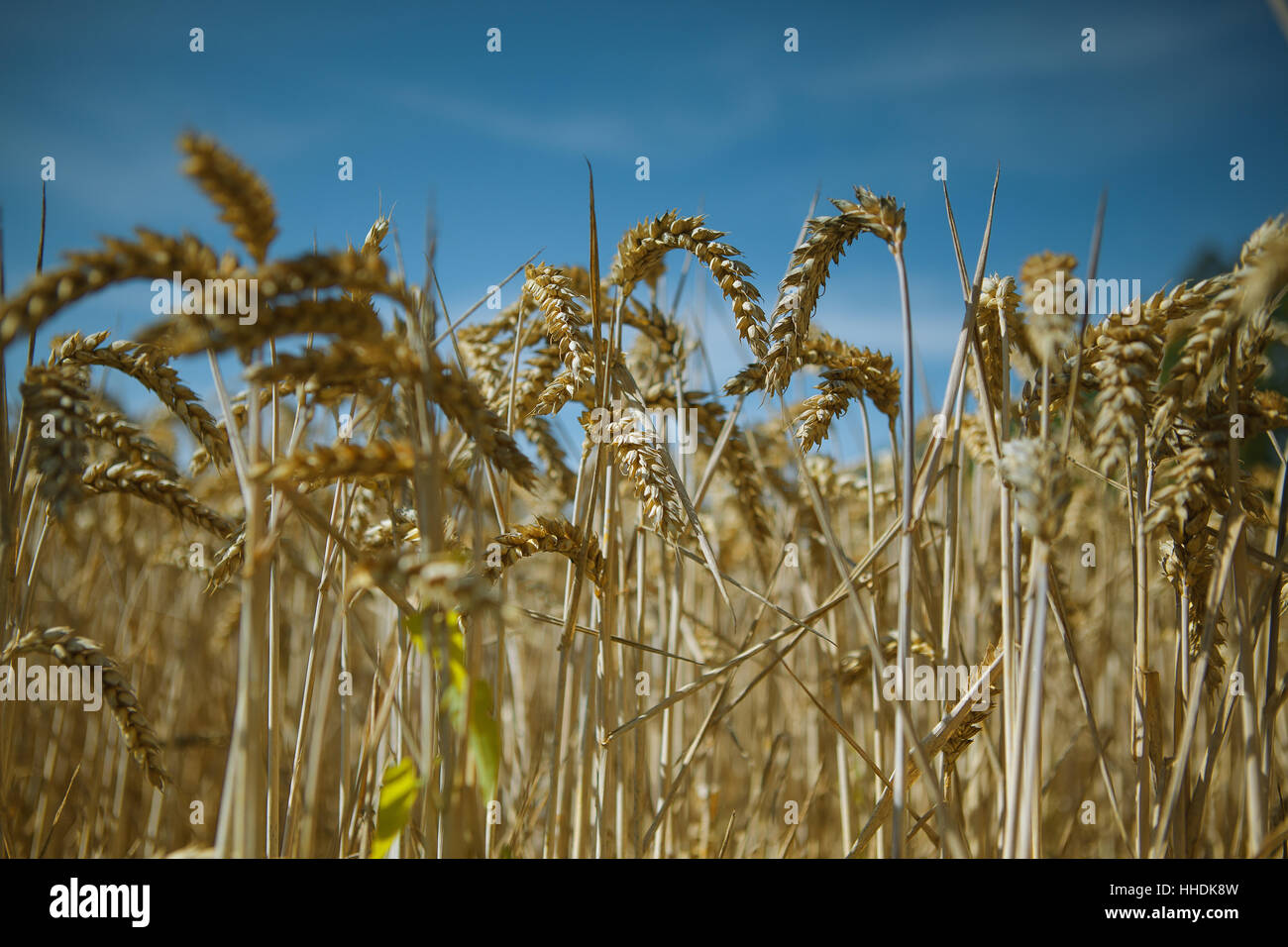 blue, agrarian, bucolic, agriculture, field, summer, summerly, grain ...