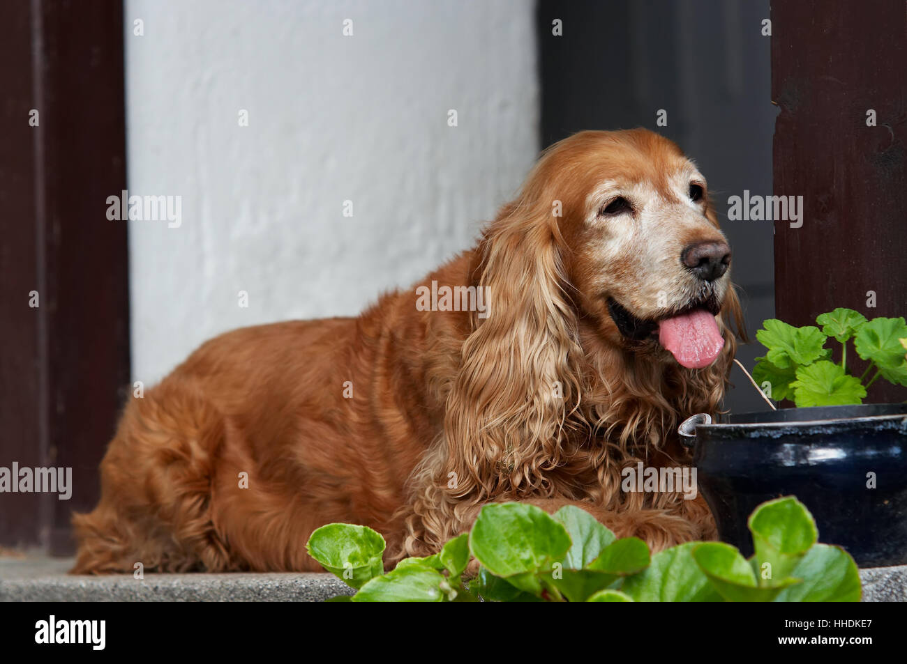 Older spaniel hi-res stock photography and images - Alamy