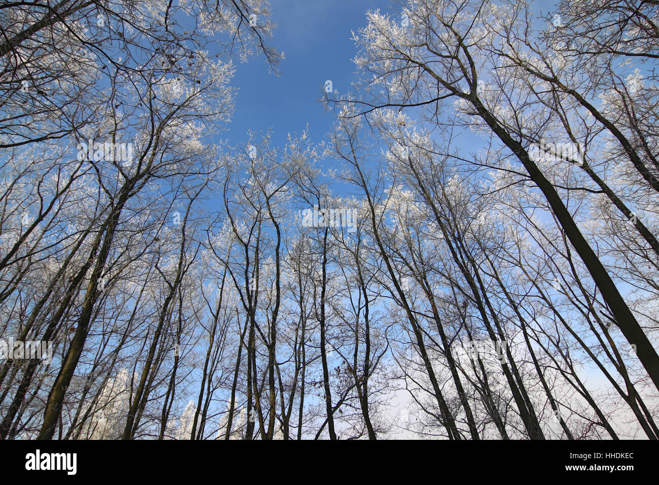 Frosty tree hi-res stock photography and images - Alamy