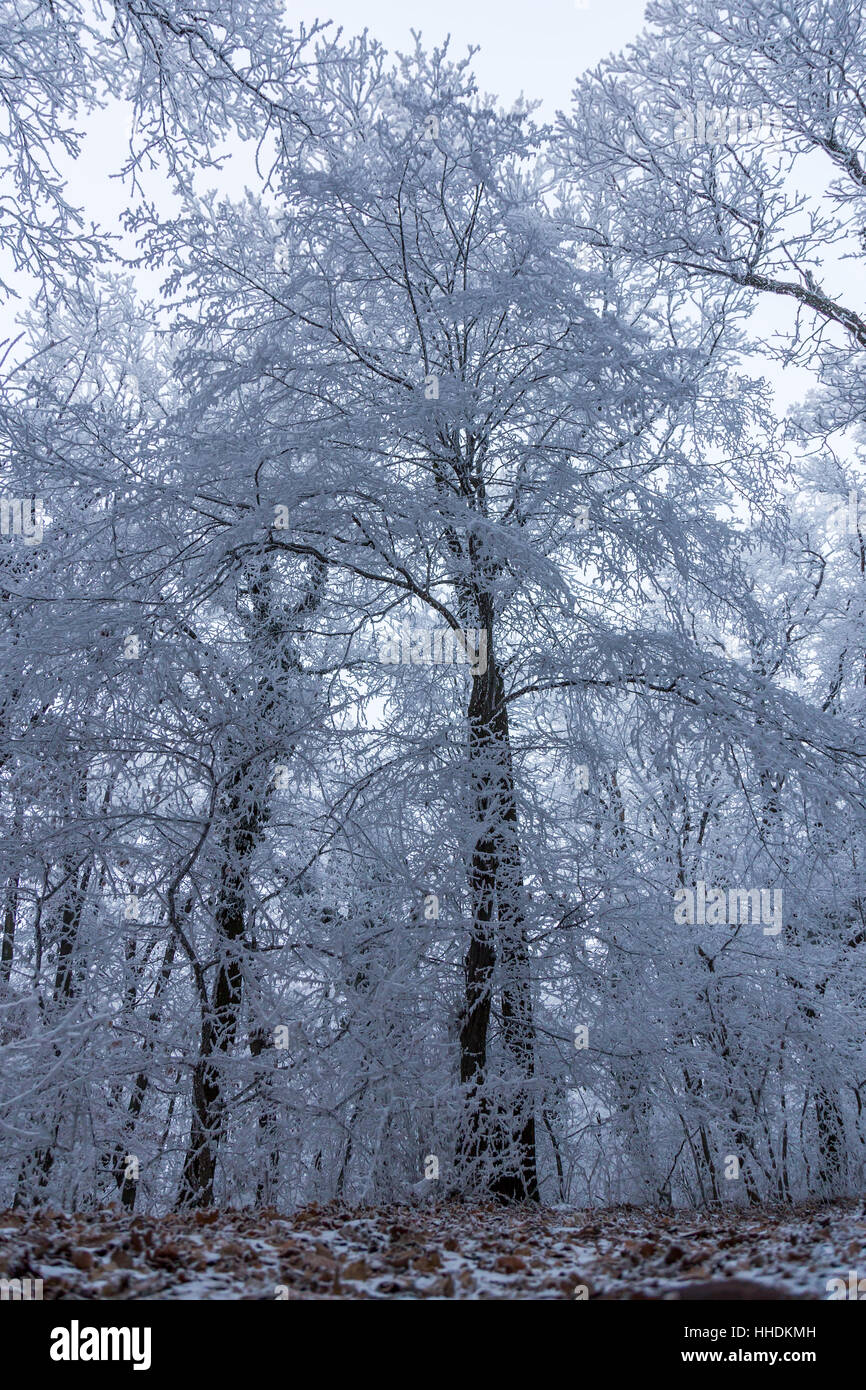 Frozen forest on a cloudy, cold day in Hungary Stock Photo - Alamy