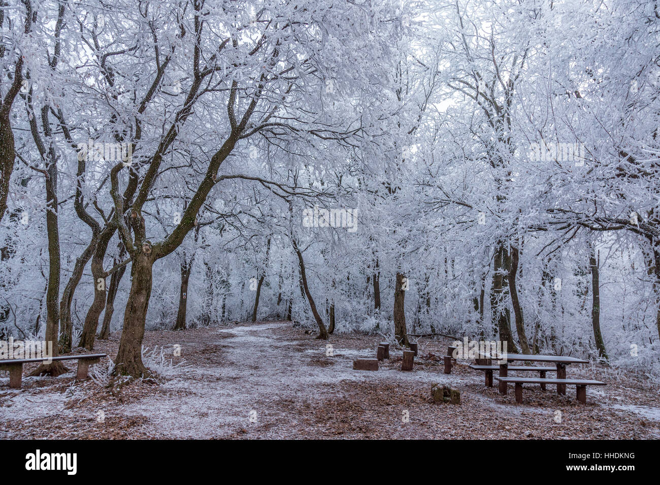 Frozen forest on a cloudy, cold day in Hungary Stock Photo - Alamy