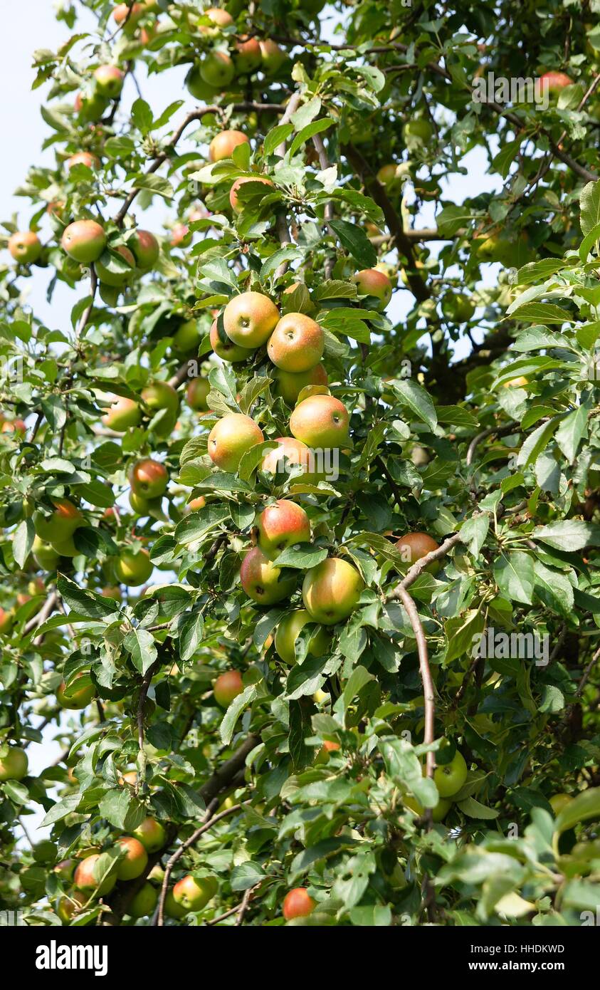 apple tree with delicious fruits Stock Photo - Alamy