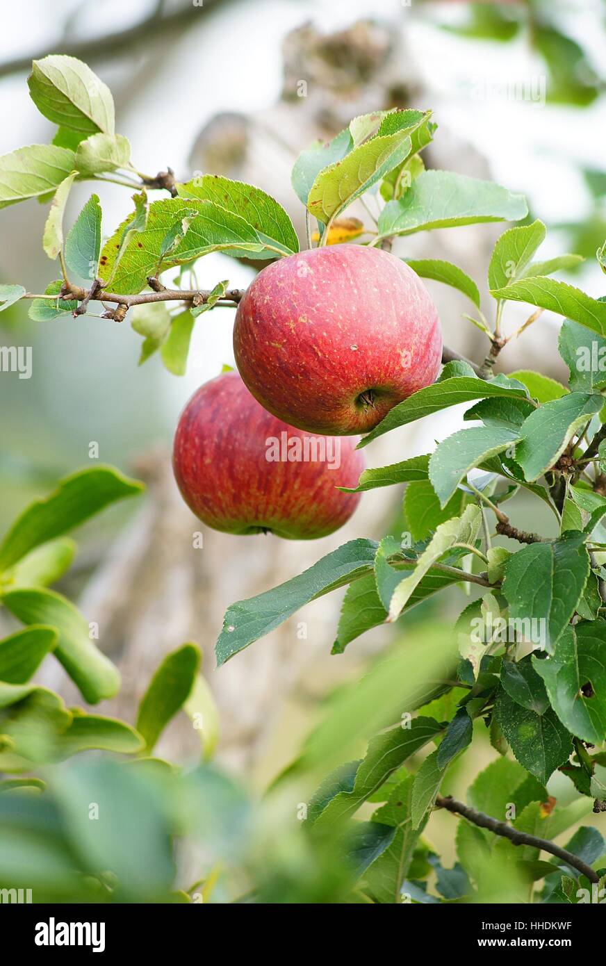 eco, ripe, apple tree, fruit, apples, apple, branch, red, hoarfrost ...