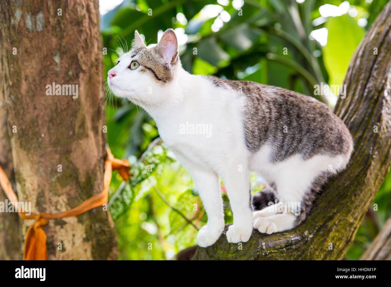 Portrait of cat sitting on the tree at summer Stock Photo - Alamy