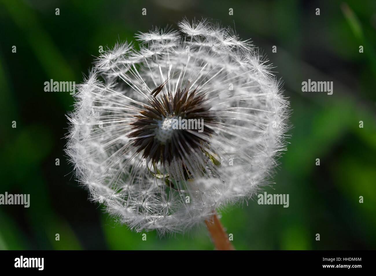 flower, plant, teeth, lion, cat, big cat, feline predator, blow ...