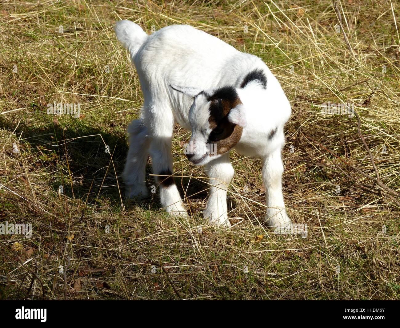 animal,pet,goat,to gorge,engulf,devour,farm animal,ziegenkind,kleine ...