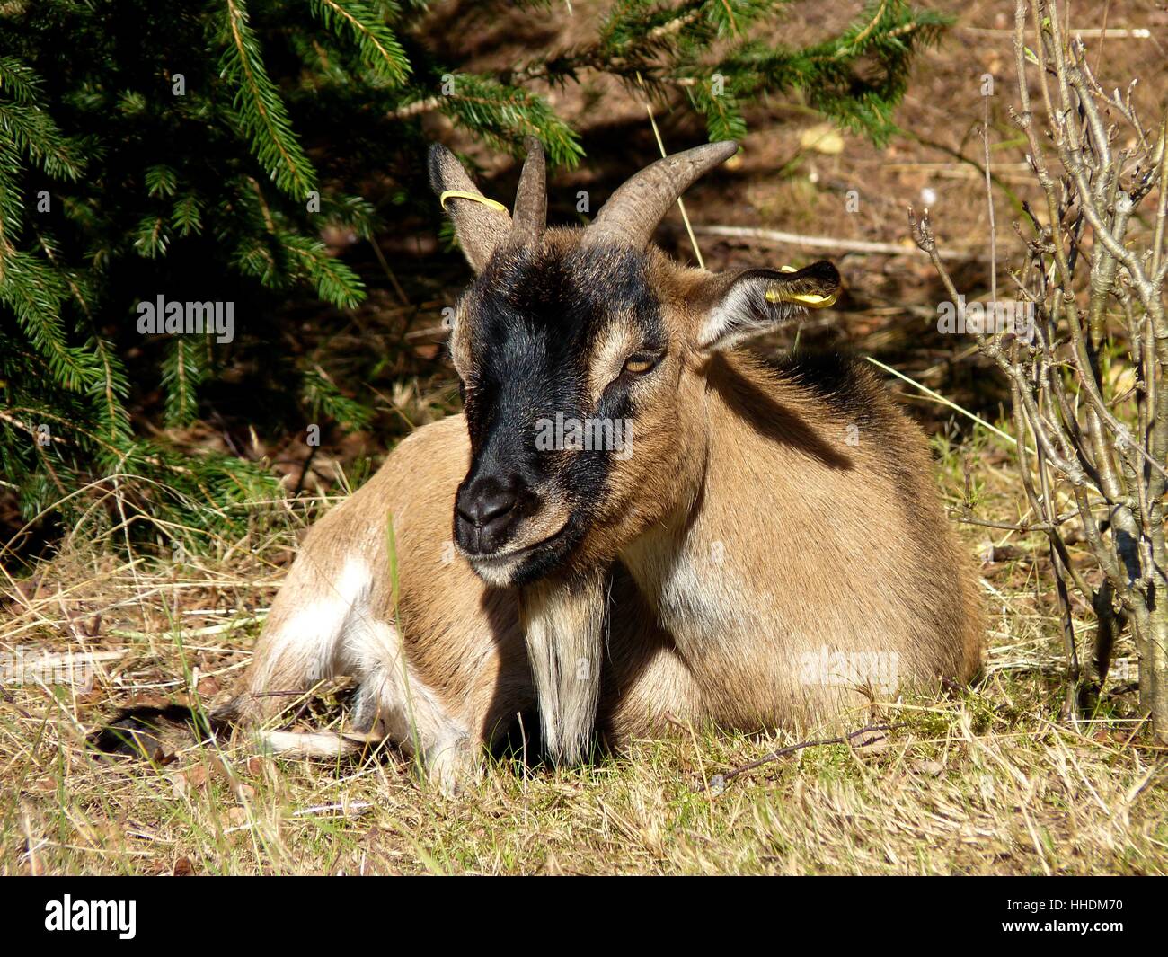 animal,pet,goat,to gorge,engulf,devour,farm animal,ziegenkind,kleine ...