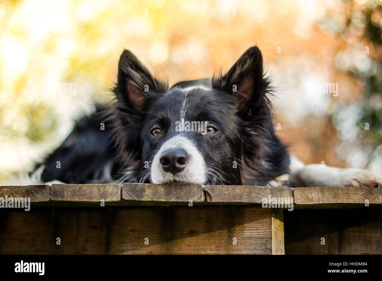 Dog on table Stock Photo - Alamy