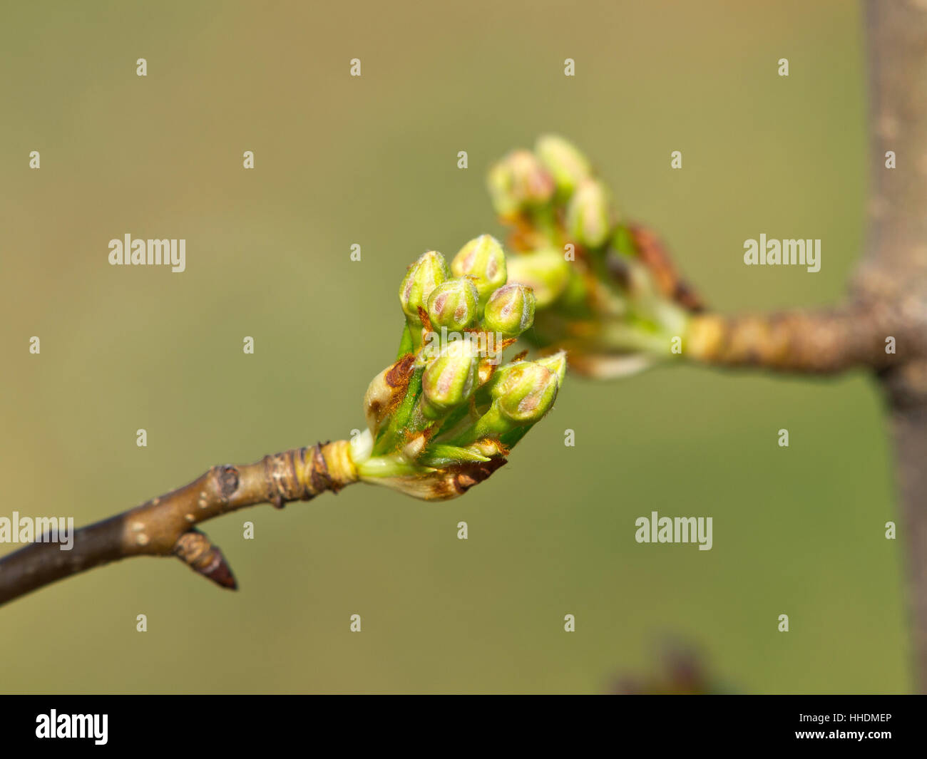 Blue floral clusters hi-res stock photography and images - Alamy