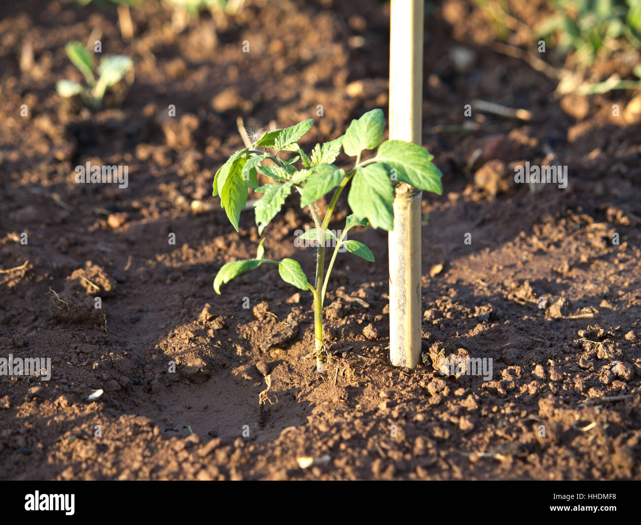 ground, soil, earth, humus, dirt, farm, dig, digging, cultivate, plant ...