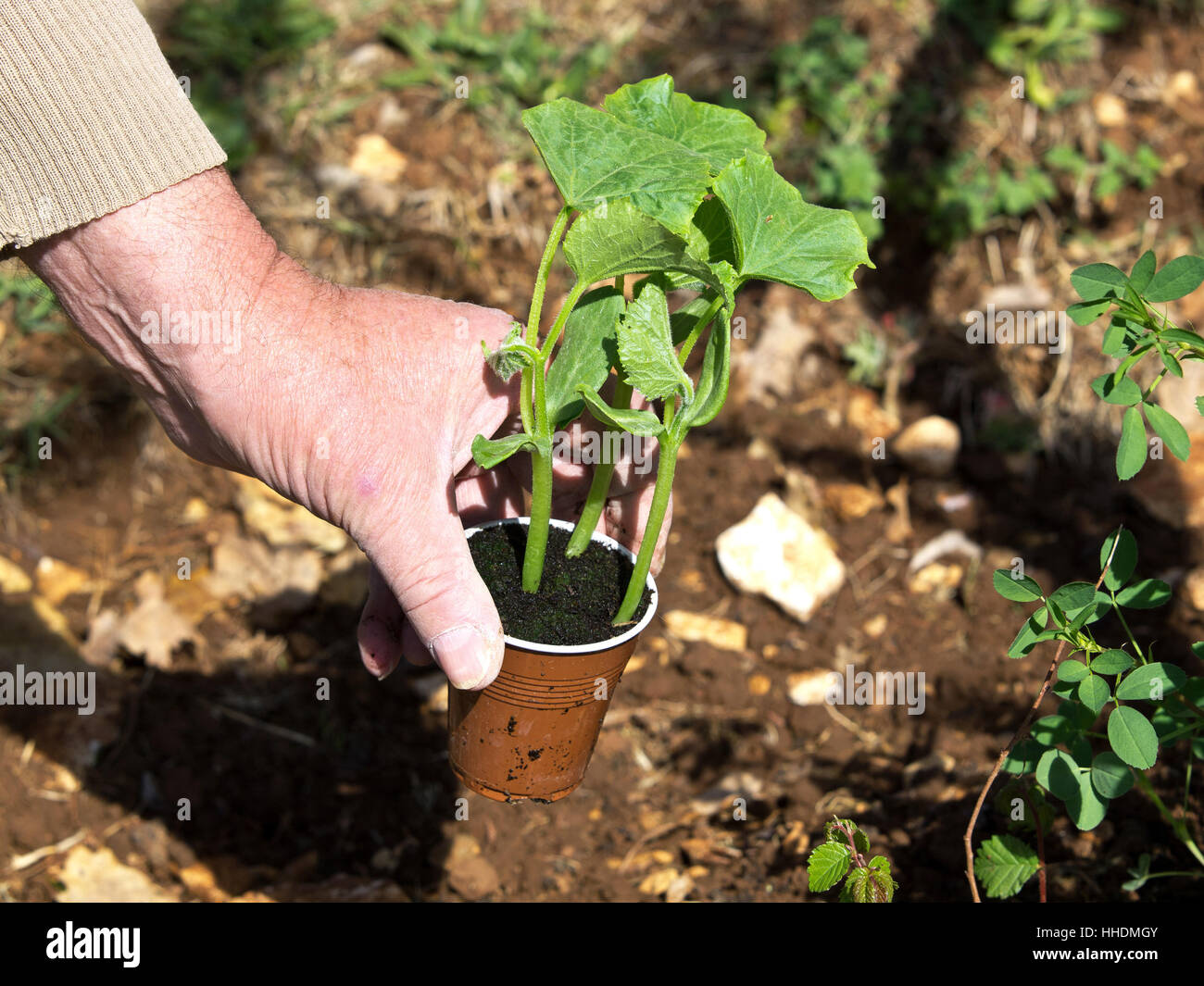 ground, soil, earth, humus, dirt, farm, dig, digging, cultivate, plant ...