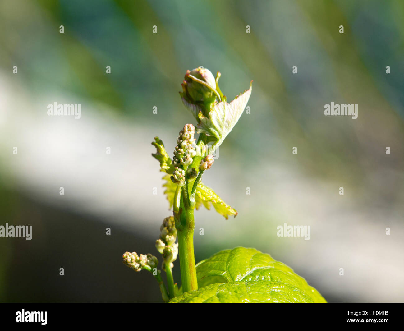 bloom, blossom, flourish, flourishing, branch, bud, burst, blooming ...