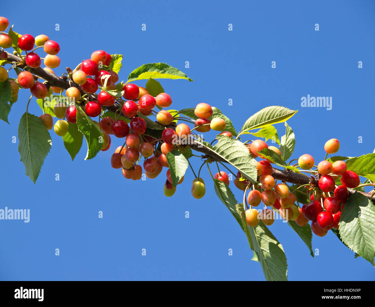 food, aliment, leaf, sweet, tree, green, leaves, agriculture, farming ...