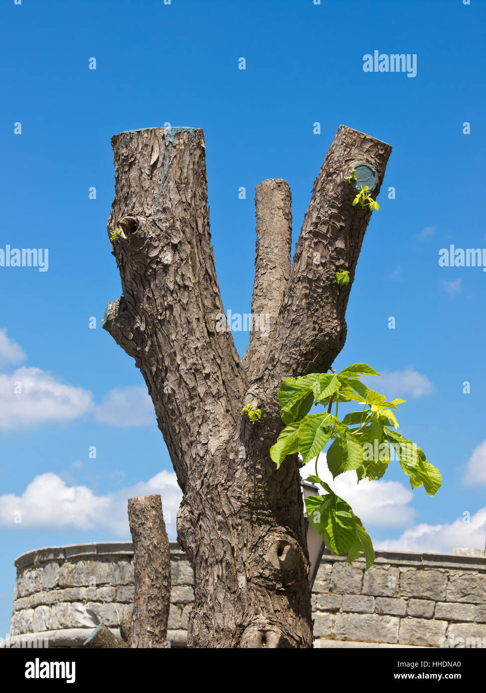 blue, colour, tree, trees, park, trunk, spring, bouncing, bounces, hop ...
