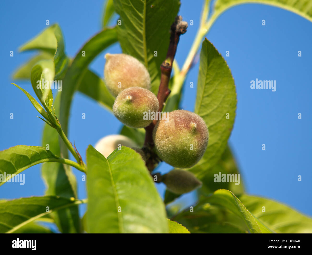 food, aliment, leaf, tree, bloom, blossom, flourish, flourishing ...