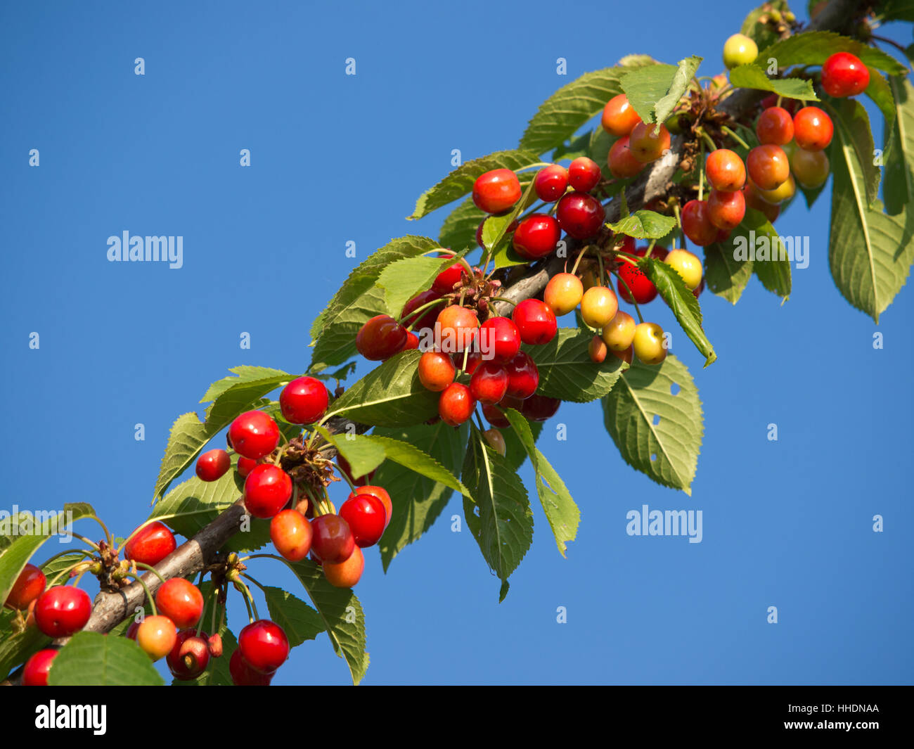 food, aliment, leaf, sweet, tree, green, leaves, agriculture, farming ...