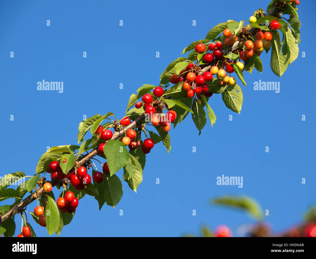 food, aliment, leaf, sweet, tree, green, leaves, agriculture, farming ...