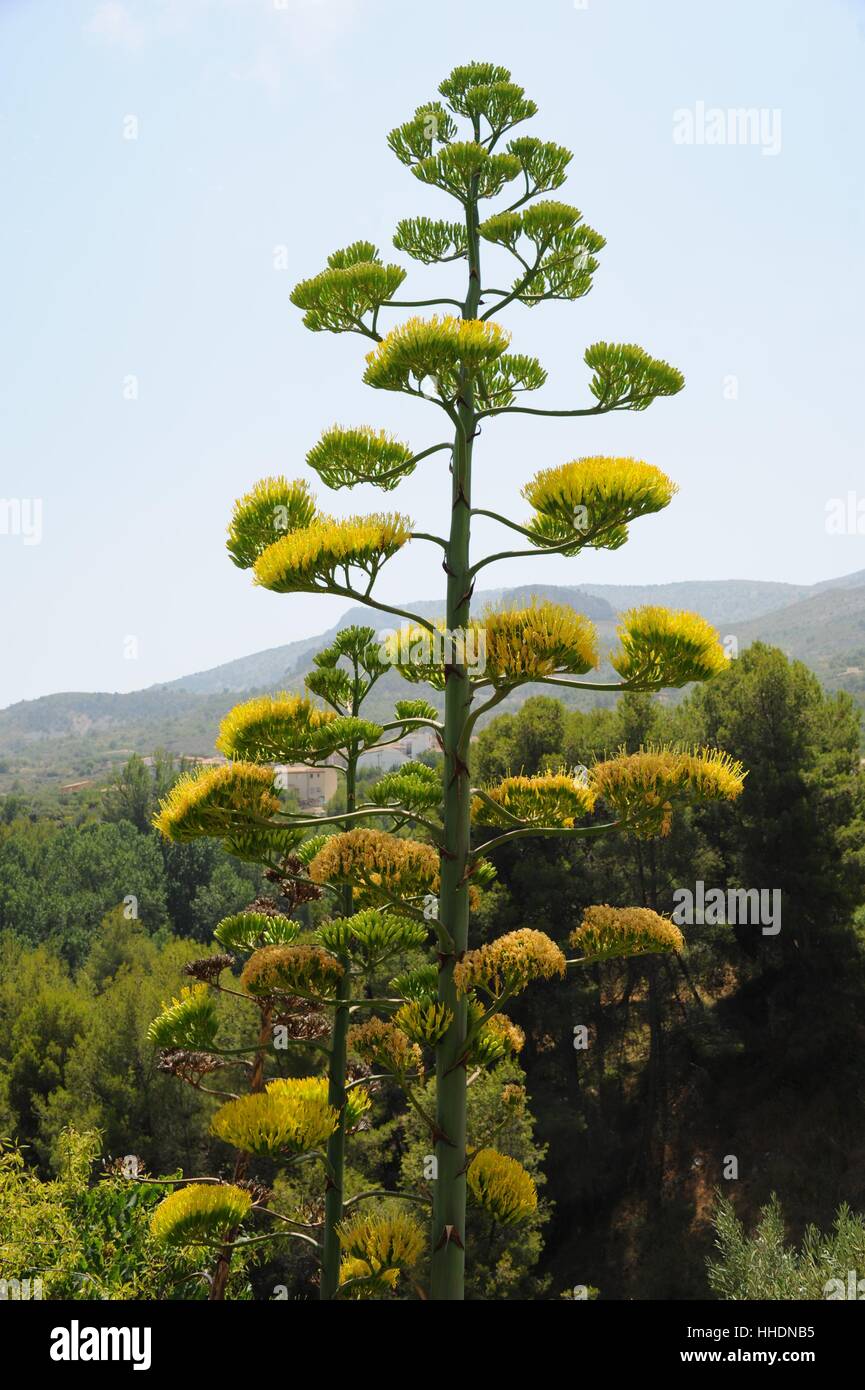 life, exist, existence, living, lives, live, leaves, biological, grow ...