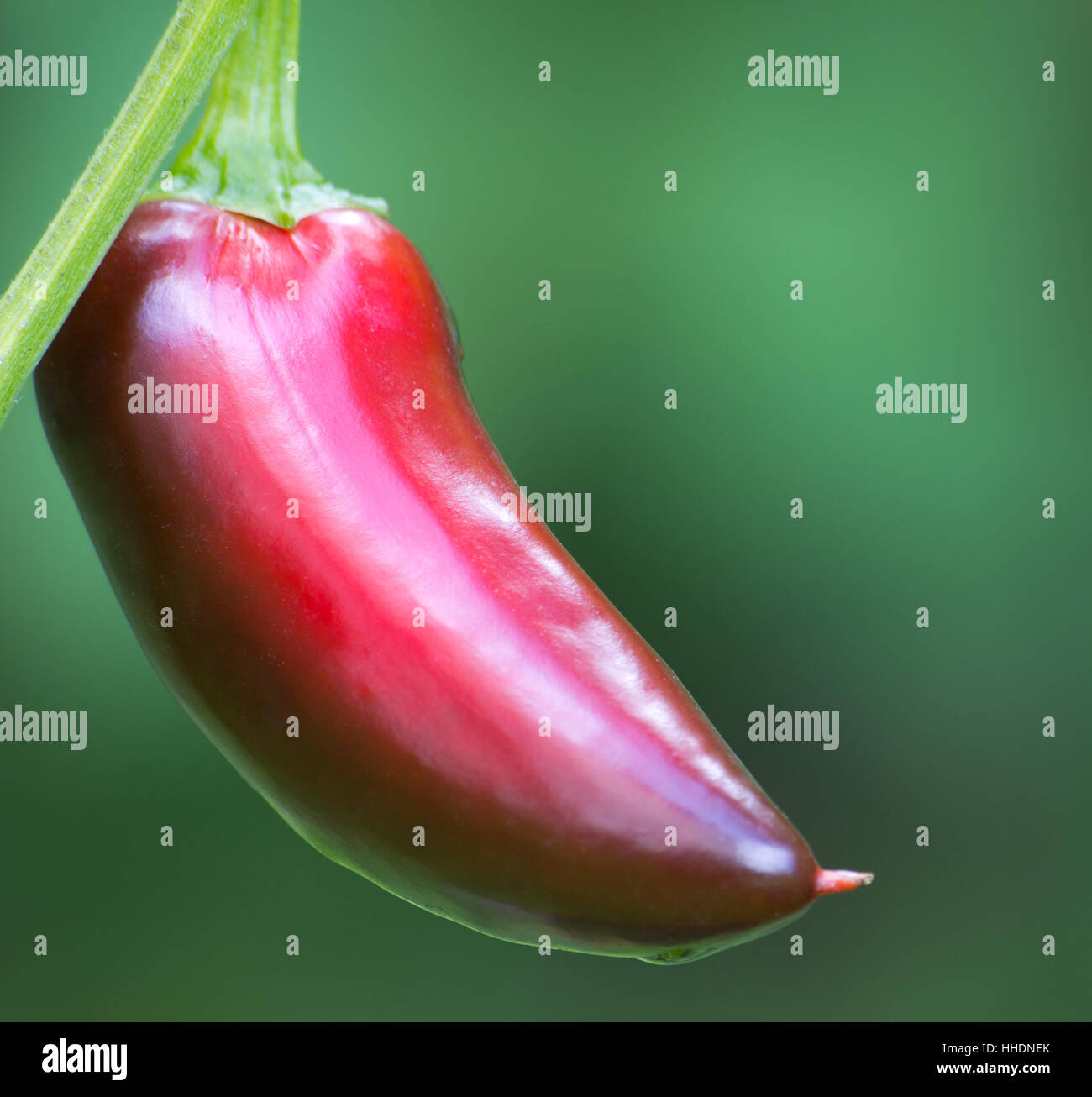 Xalapa chilli hi-res stock photography and images - Alamy