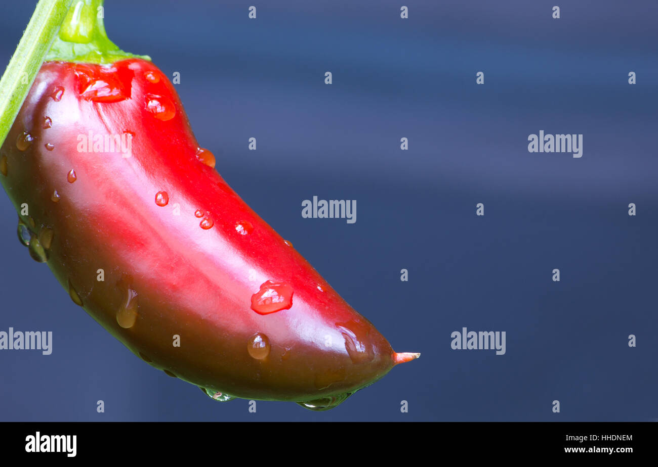 Xalapa chilli hi-res stock photography and images - Alamy