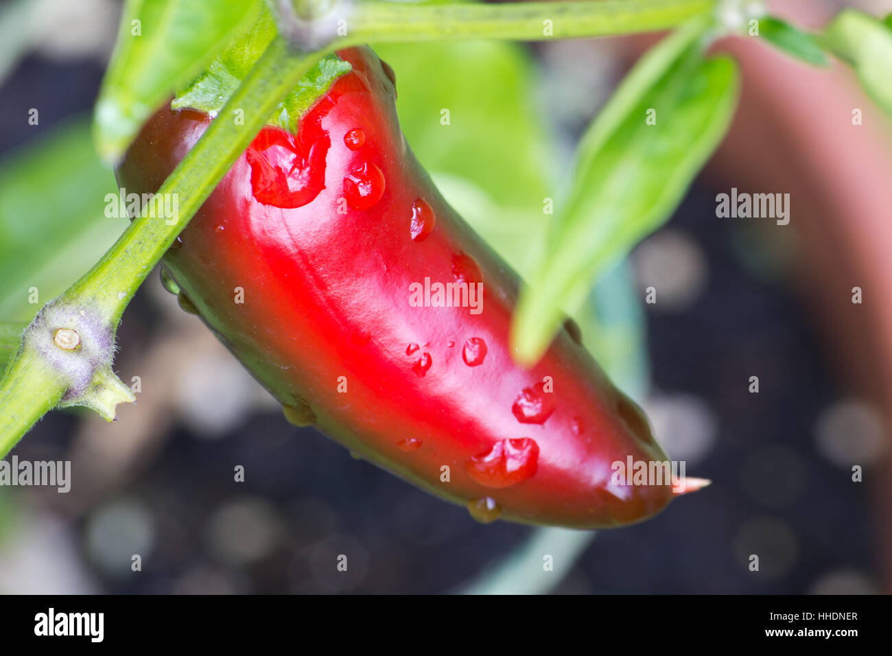 Xalapa chilli hi-res stock photography and images - Alamy