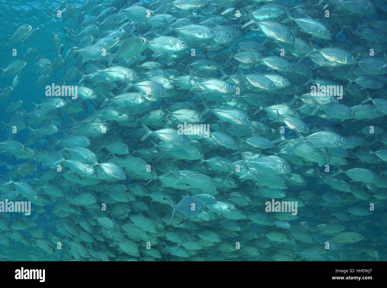 pisces, fishes, mackerel, mackerels, asia, indonesia, fish, formation ...