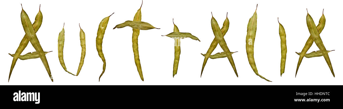 leaves, australia, banner, foliage, leaf, leaves, australia, letters ...