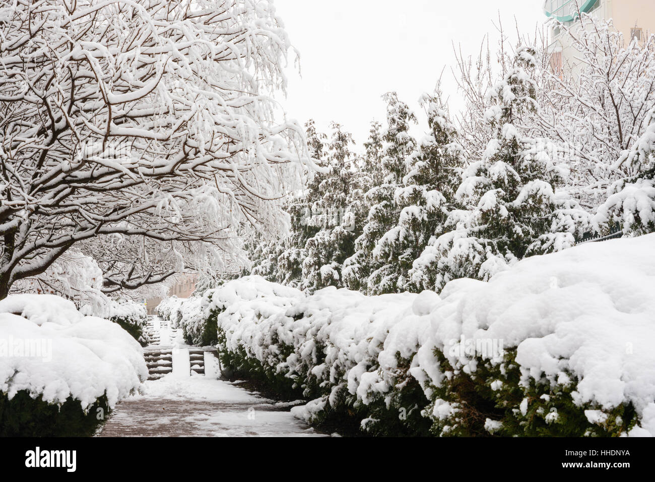 Snow-covered alley in the resort village Vityazevo, Krasnodar region ...