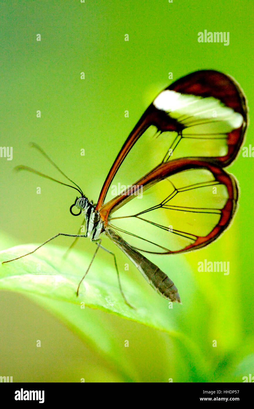 glass wing butterfly Stock Photo - Alamy