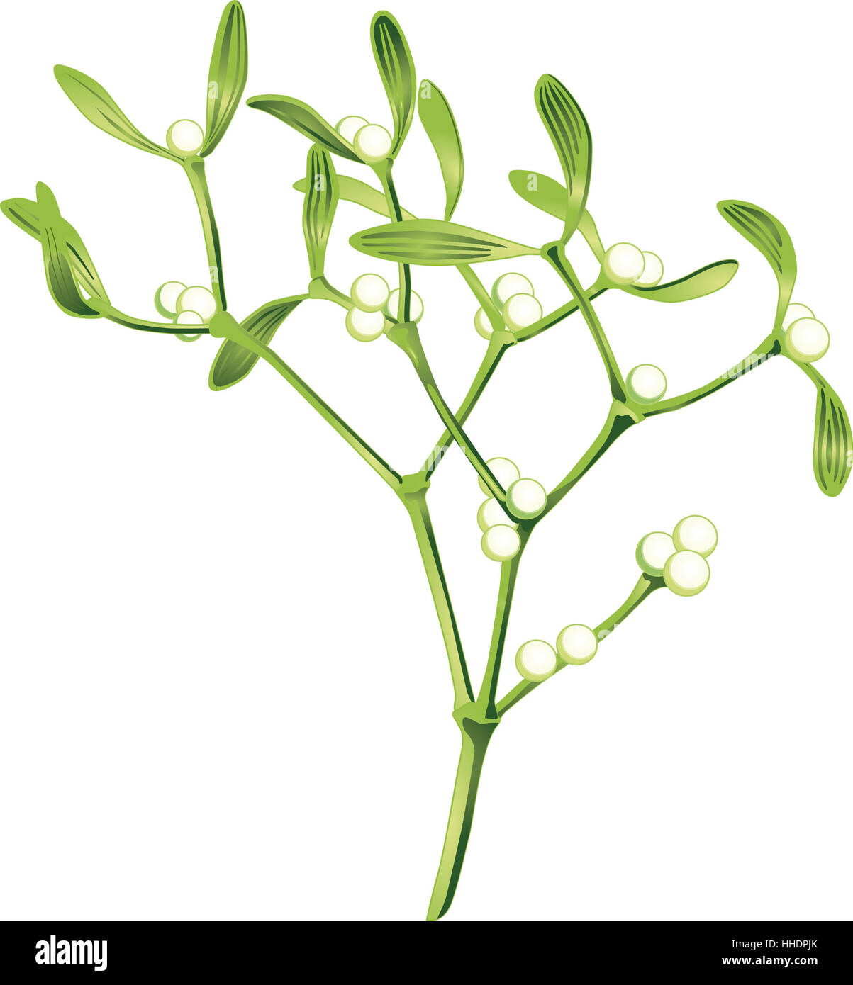 Mistletoe therapy hi-res stock photography and images - Alamy