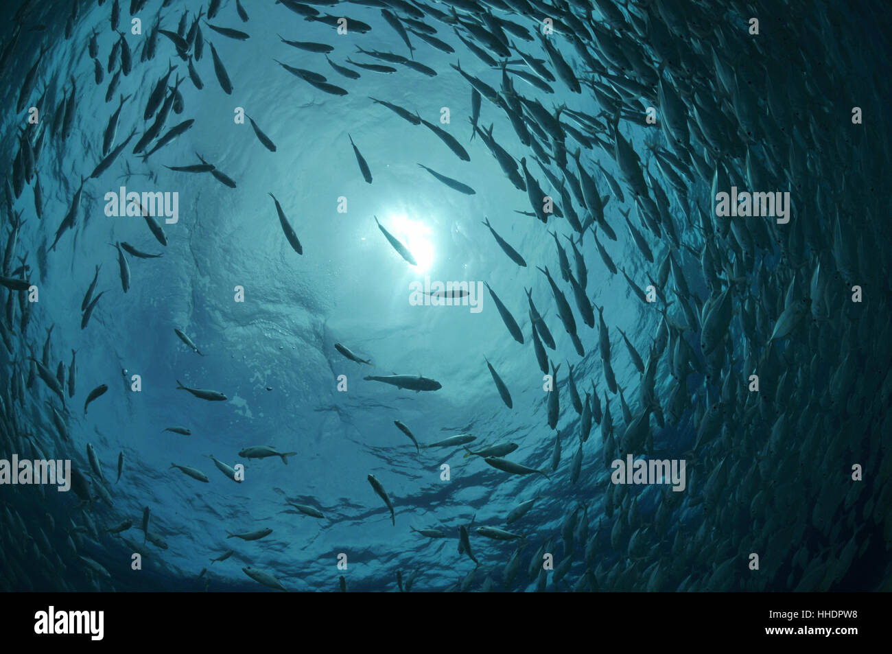 Mackerel swarm hi-res stock photography and images - Alamy