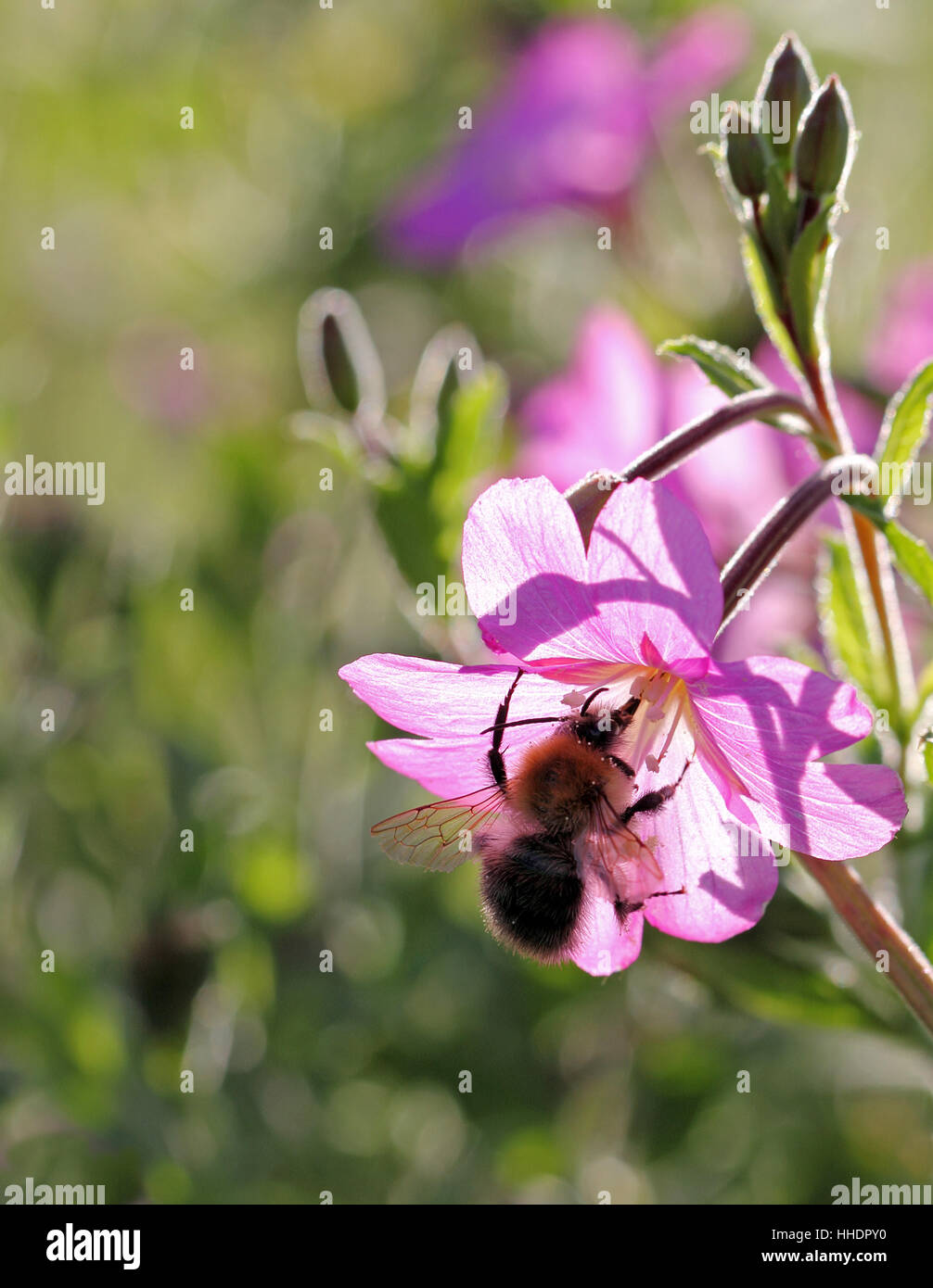 bumblebee, counter-light, pollen, collect, collecting, pink, green ...