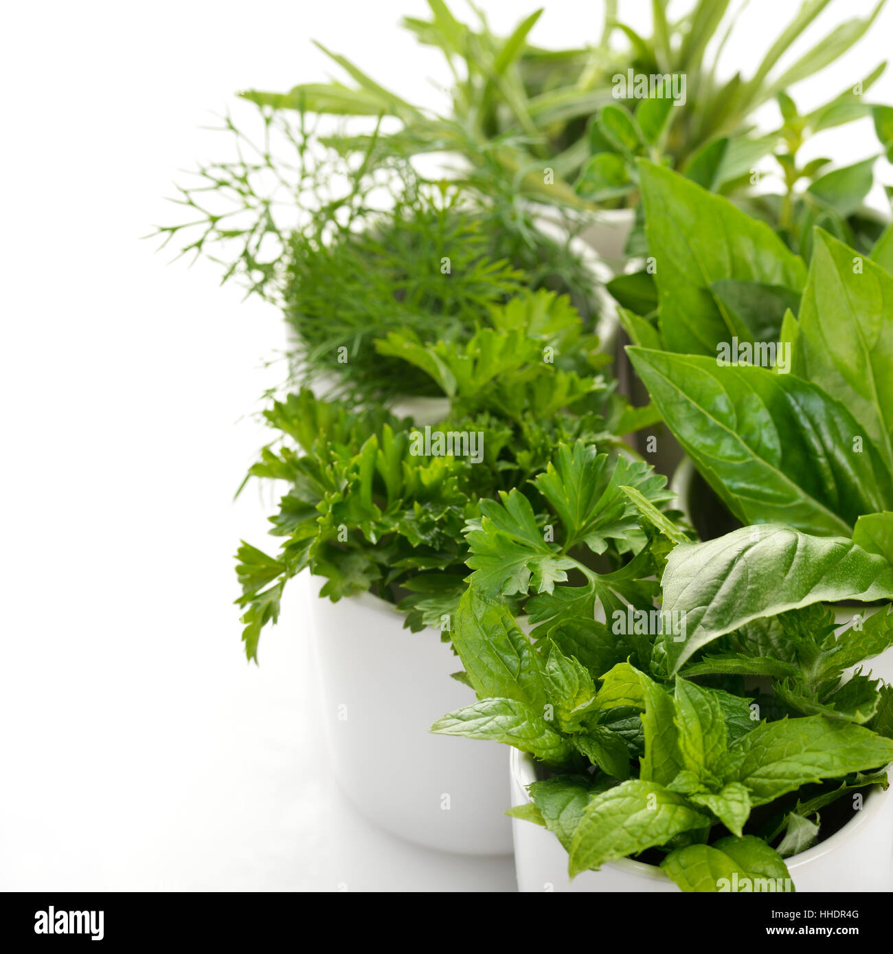 basil, parsley, oregano, rosemary, lawn, green, dill, fresh, herbs, cup ...